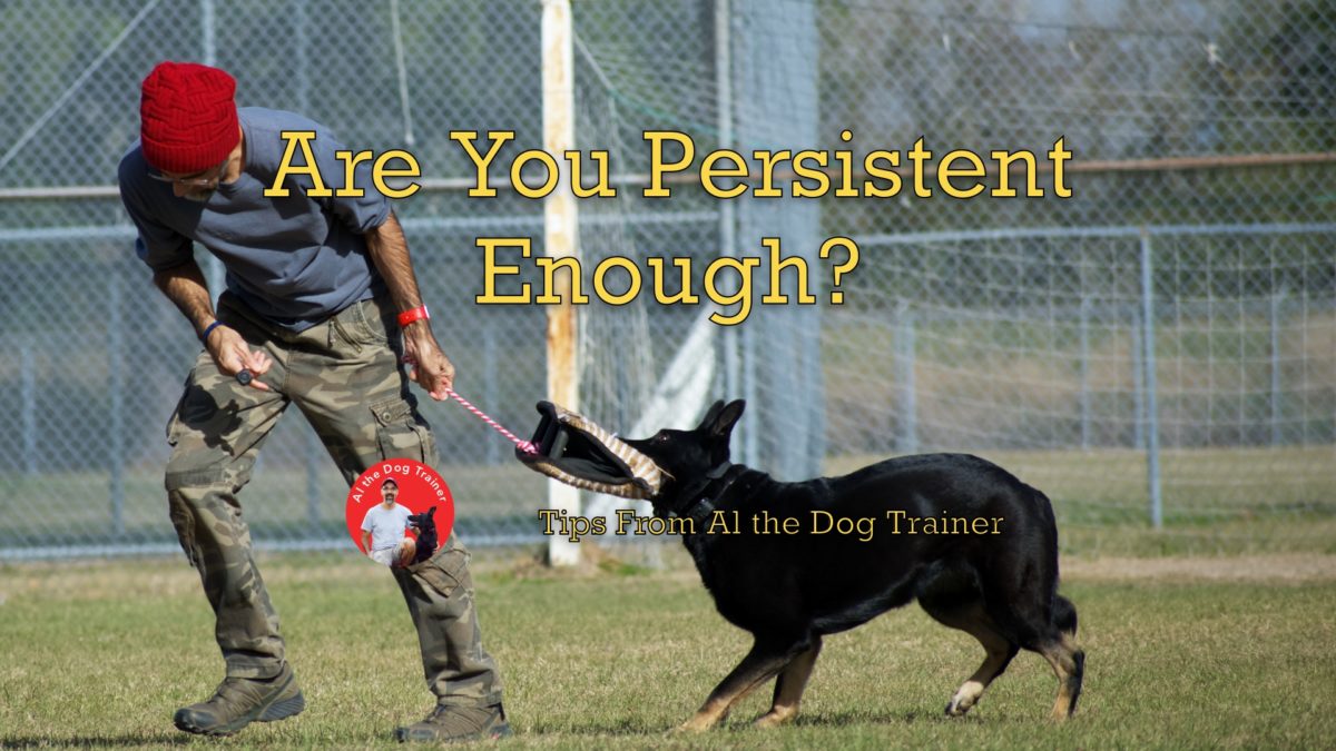 Are you persistent enough? - Longoriahaus Dog Training