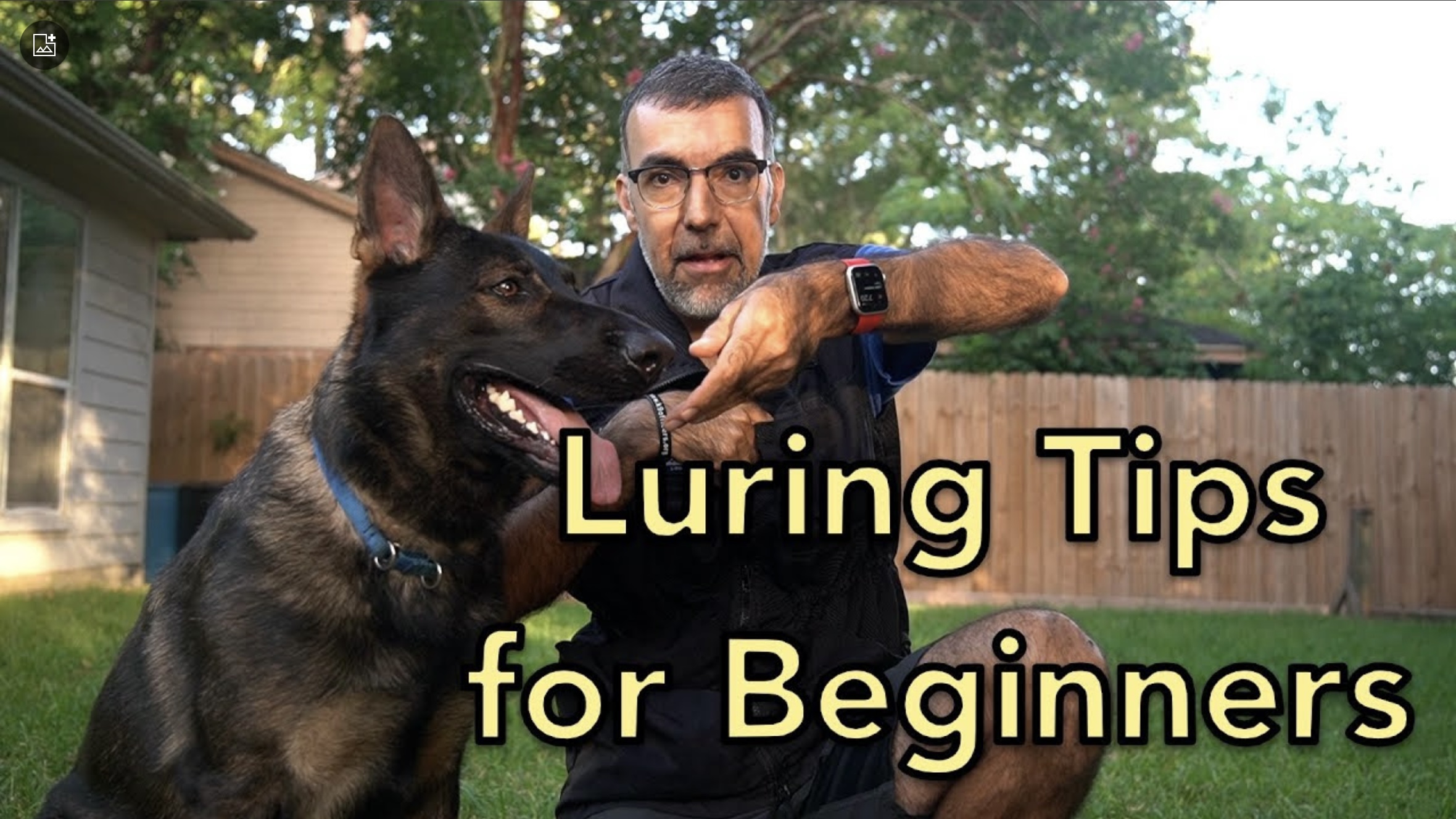 Luring Tips for Beginners! - Longoriahaus Dog Training