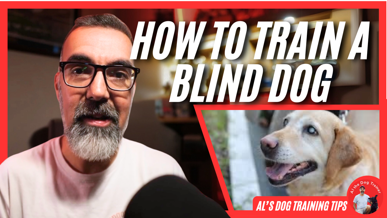 How to Train a Blind Dog! - Longoriahaus Dog Training